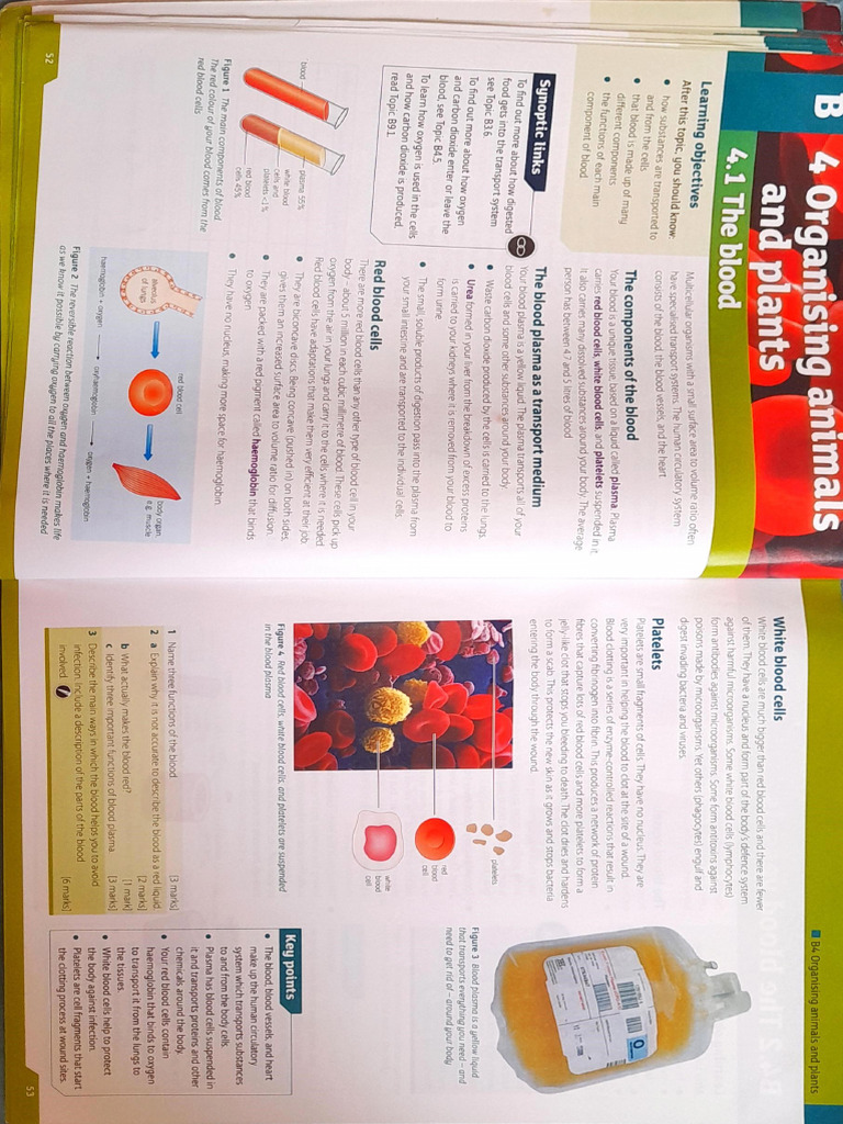 Biology Chapter 4 | PDF