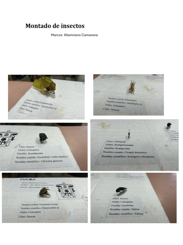 Montado de Insectos | PDF
