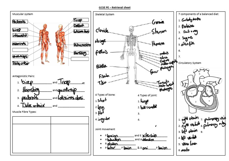 GCSE PE Muscular and Skeletal Systems Guide | PDF | Morphology (Biology ...