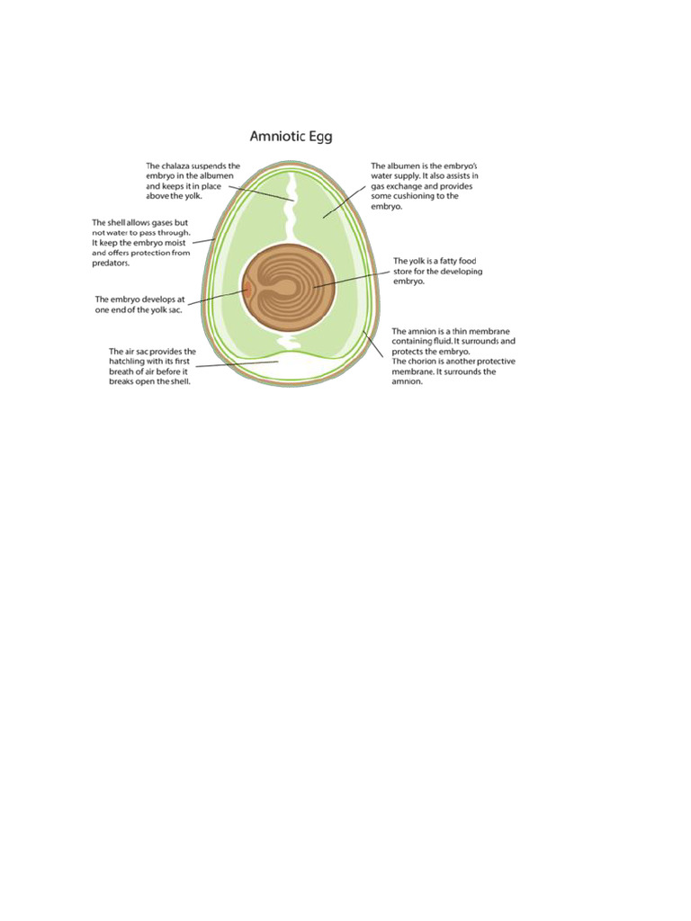 Amniotic Egg | PDF