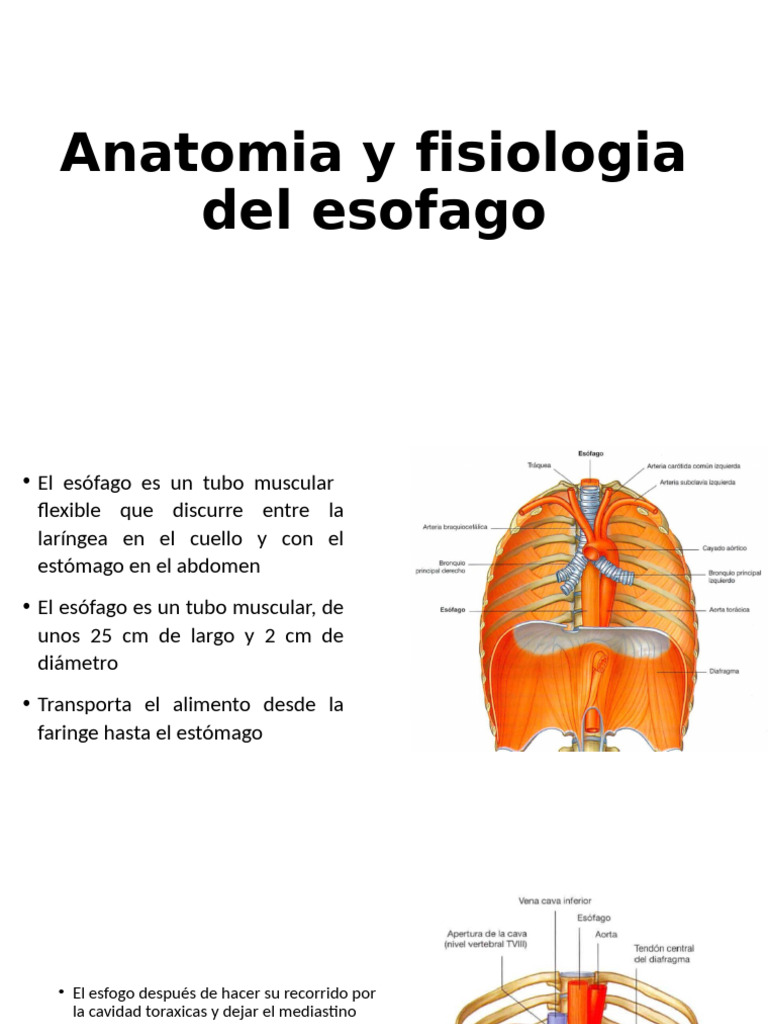 Anatomía y fisiología del esófago | PDF | Estómago | Esófago