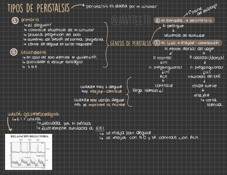 Tipos de Peristalsis: Primaria y Secundaria | PDF | Órgano (anatomía ...