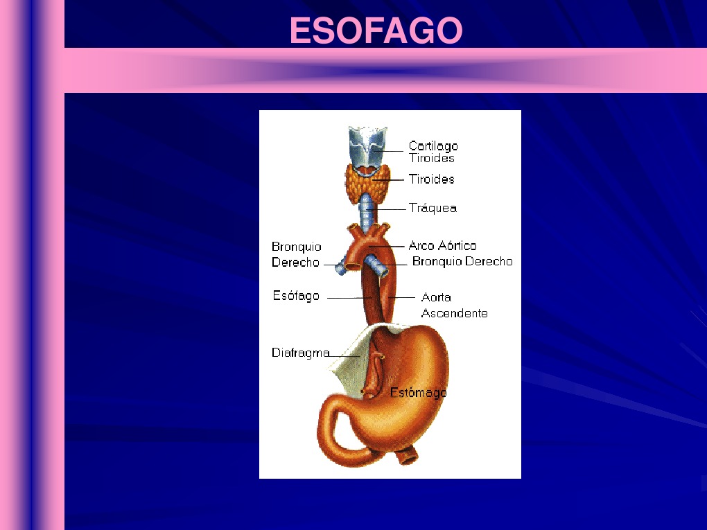 Esofagoytraquea