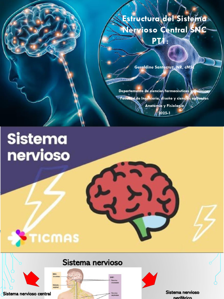 Estructura Del Sistema Nervioso Central SNC PT1 2025-1 | PDF | Cerebro ...