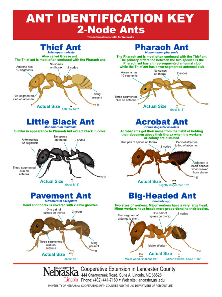 2 Nodeants | PDF