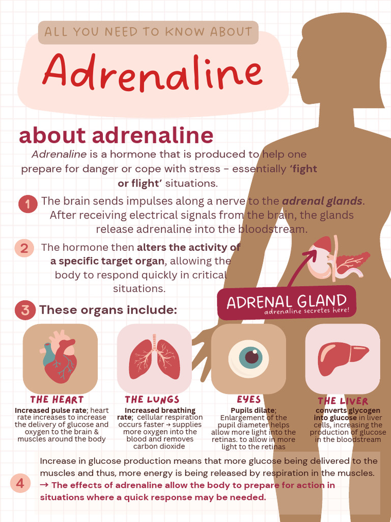 Adrenaline's Role in Body Response | PDF