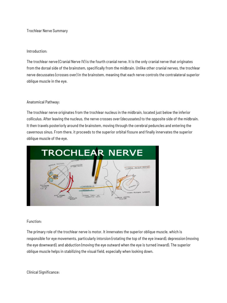 Trochlear Nerve Summary Note - WPS Office-1 | PDF | Nervous System | Neuroanatomy