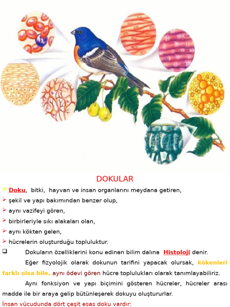 Hayvansaldoku | PDF
