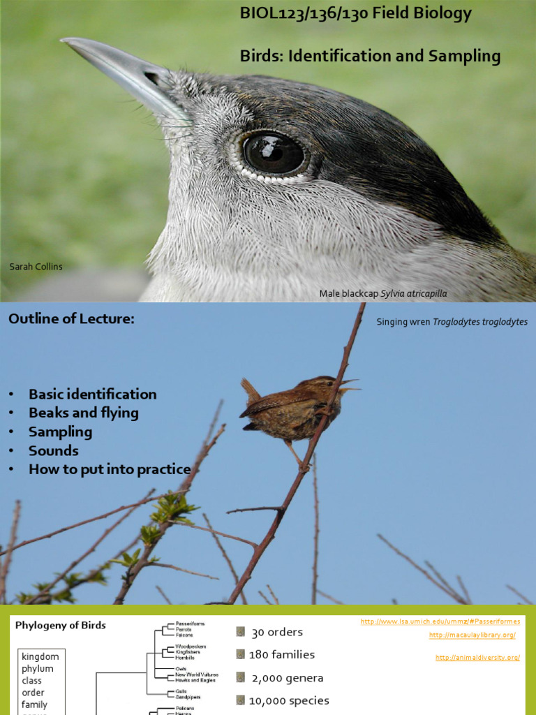 Bird Lecture Sampling | PDF | Birds | Ornithology