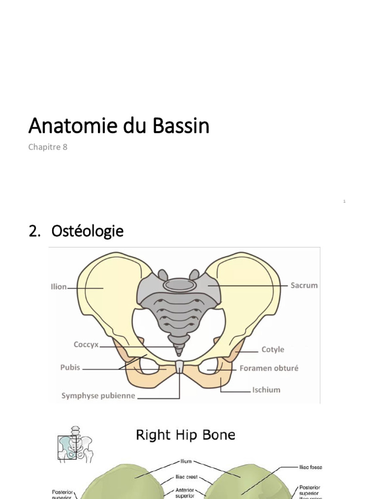 Anatomie et Ostéologie du Bassin | PDF