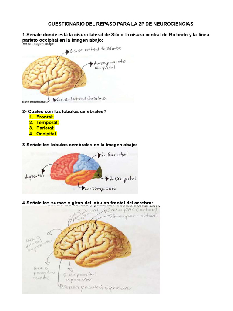 Cuestionario Del Repaso para La 2P de Neurociencias | PDF | Sinapsis | Potencial de acción