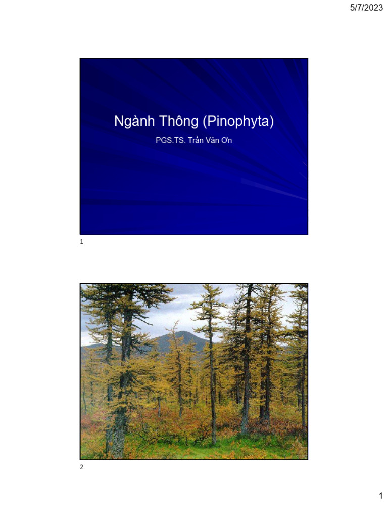 4-Ngành Thông - Handout 2023 | PDF