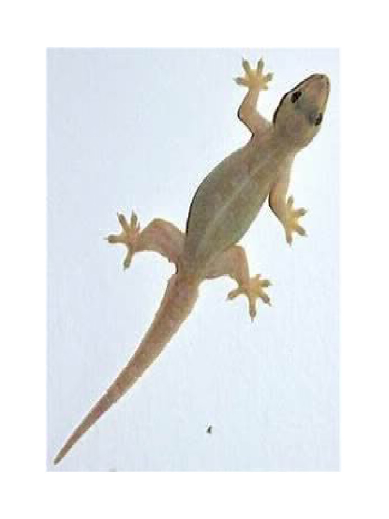 Gambar Cicak | PDF