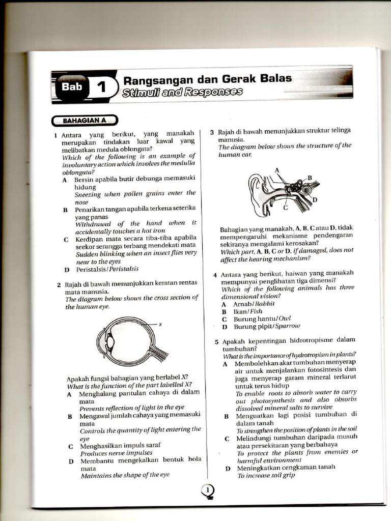 Sains Form 3 Bab 1 Latihan Rangsangan | PDF