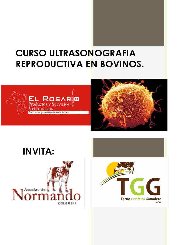 DIA 1. Parte 1. Ok. | PDF | Ultrasonido | Ultrasonido médico