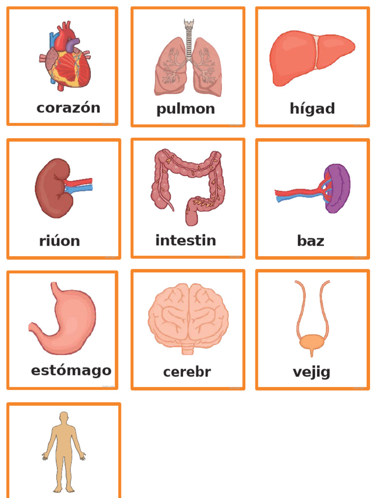 Tarjetas de Emparejar Los Rganos Del Cuerpo Humano - Ver - 1 | PDF