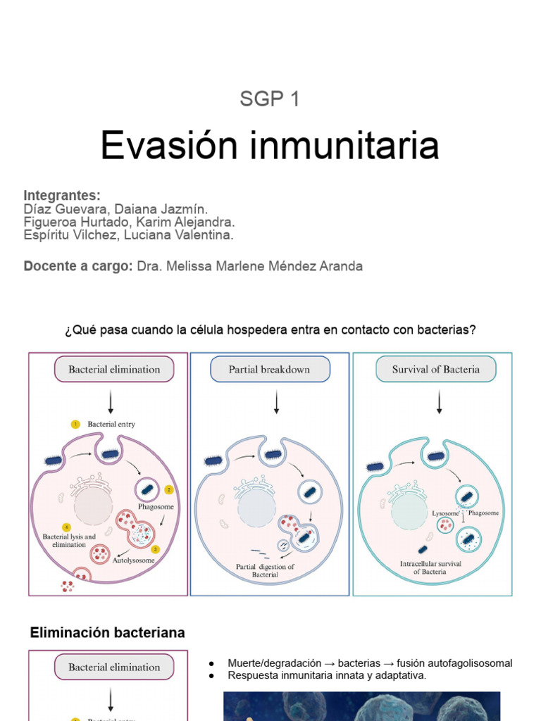 SGP 1 | PDF | Sistema inmune | Fagocito