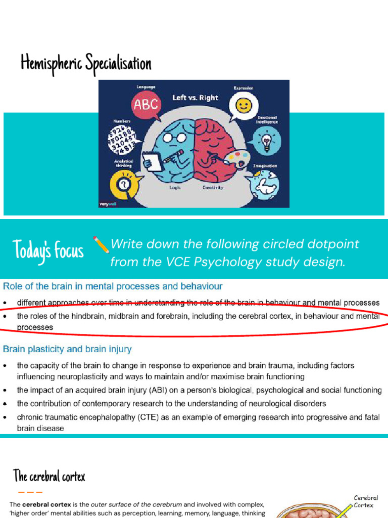 Hemispheric Specialisation Pdf Cerebral Hemisphere Lateralization