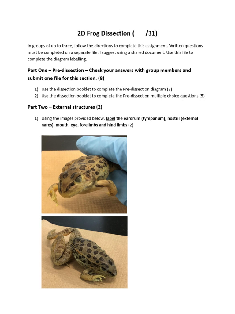 2D Frog Dissection Assignment 2021 in Progress | PDF
