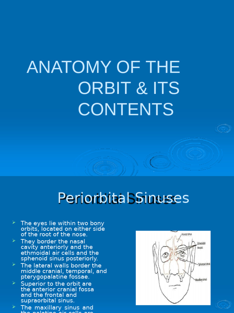 Anatomy of the Orbit and Contents | PDF | Nervous System | Primate Anatomy