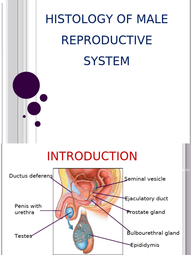Histology of Male Reproductive System | PDF | Testicle | Prostate