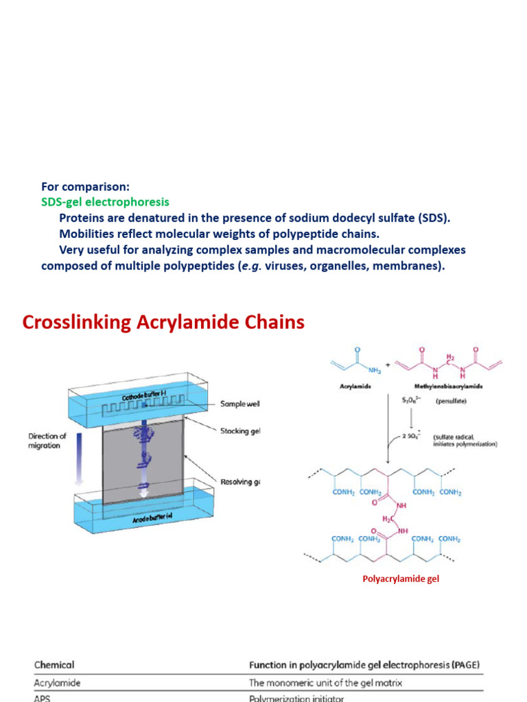 Native Gel Electrophoresis | PDF