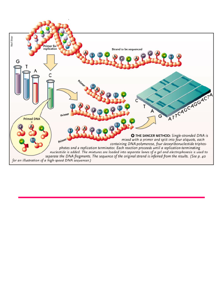 9. separation in DNA sequencing | PDF | Gel Electrophoresis | Agarose ...