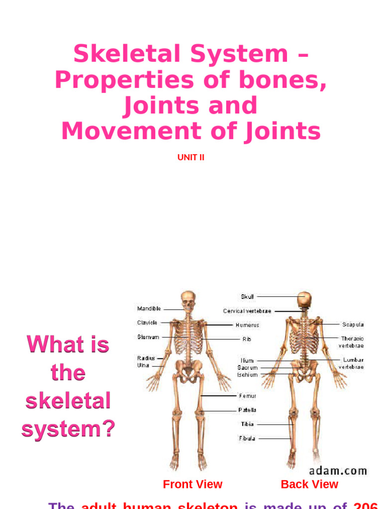 Skeletal System - Properties of Bones, Joints | PDF | Skeleton ...