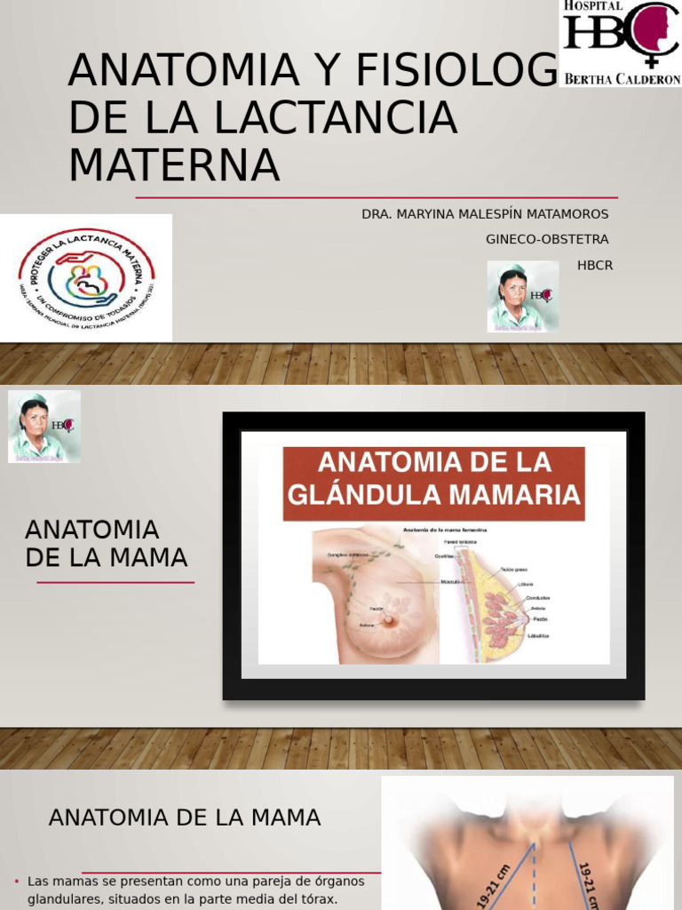 Fisiologia de La Lactancia Materna | PDF | Pecho | Morfología (biología)