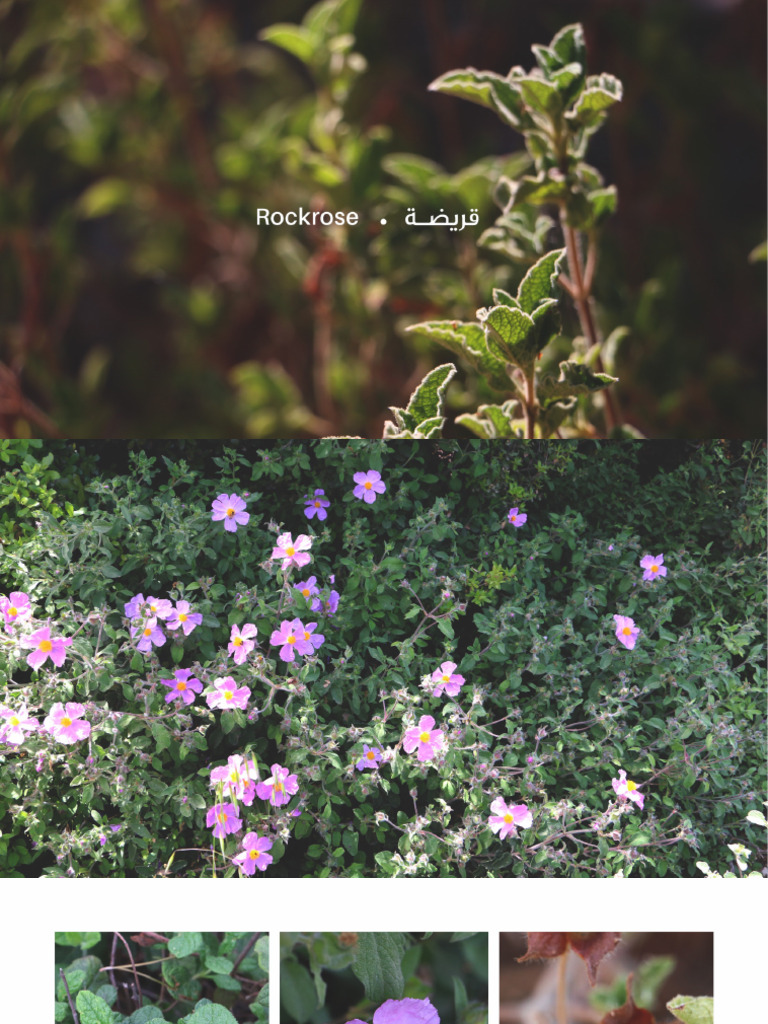 01 CISTUS Spp. | PDF