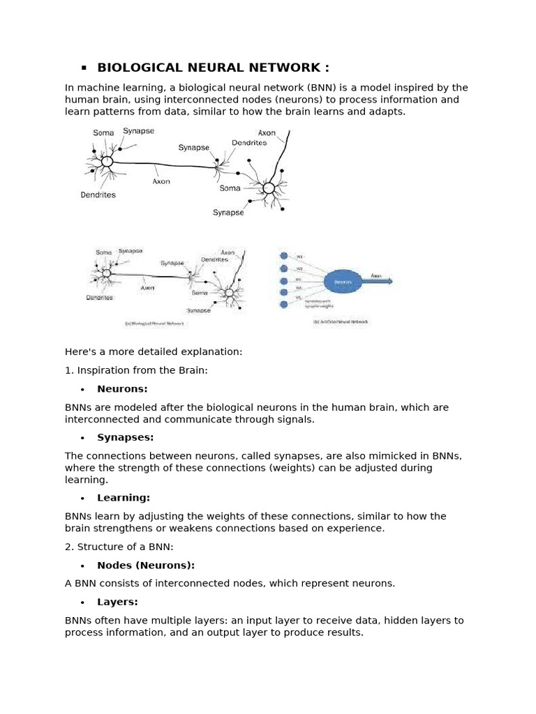 BIOLOGICAL and ARTIFICIAL NEURAL NETWORK | PDF | Machine Learning | Artificial Intelligence