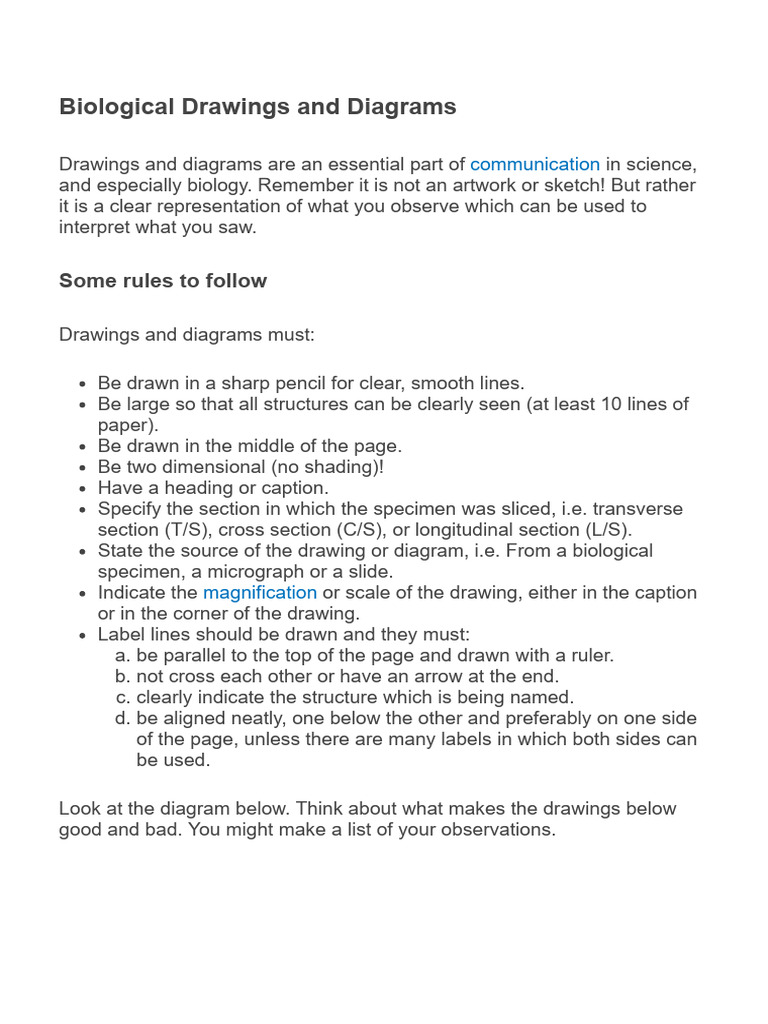 Making Biological Drawings - Introduction To Biology | PDF