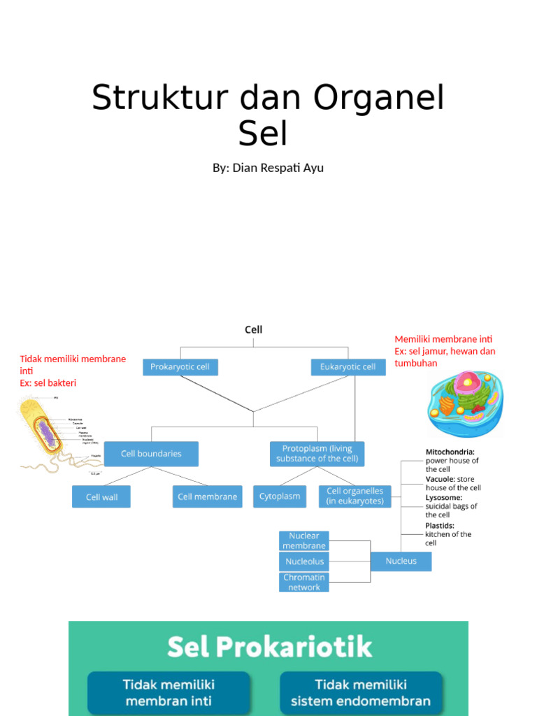 Struktur Dan Organel Sel | PDF