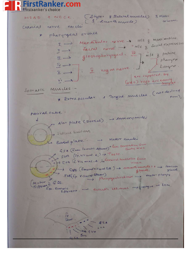 Mbbs Notes | PDF