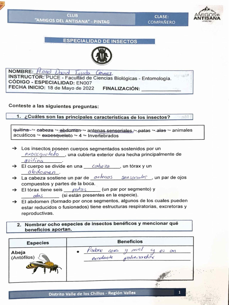 Insectos Ángel Tejada | PDF