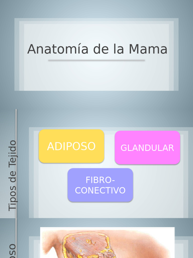 Anatomía de La Mama 2018 Diagn X Imagenes | PDF