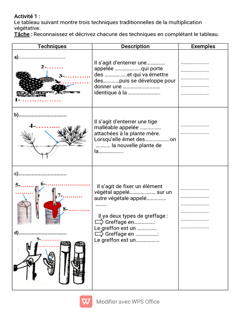 Techniques de Multiplication Végétative | PDF | Greffe (botanique ...
