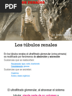 Función del túbulo contorneado distal | PDF | Riñón | Biología Celular
