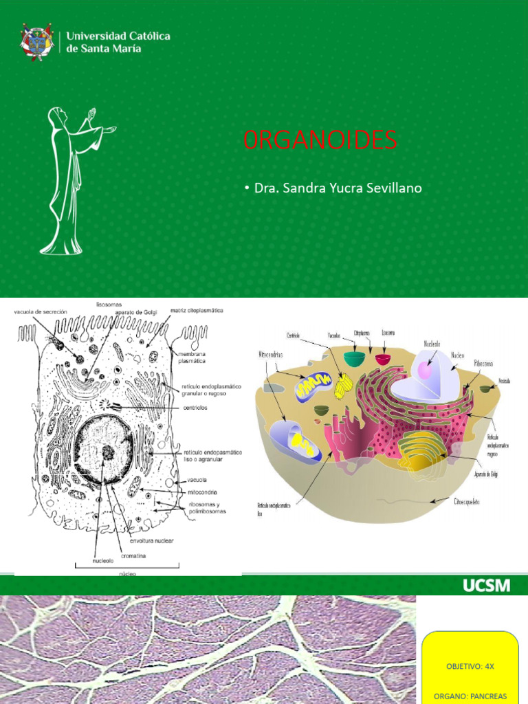 Organoides 2 | PDF