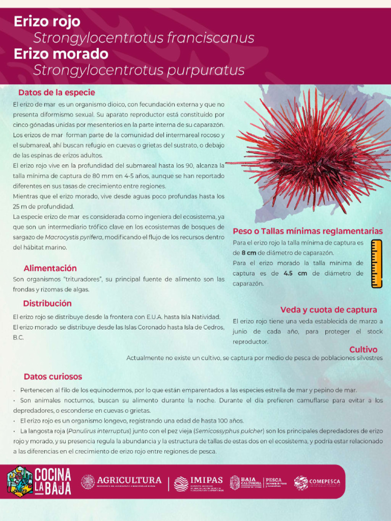 Erizo Rojo | PDF