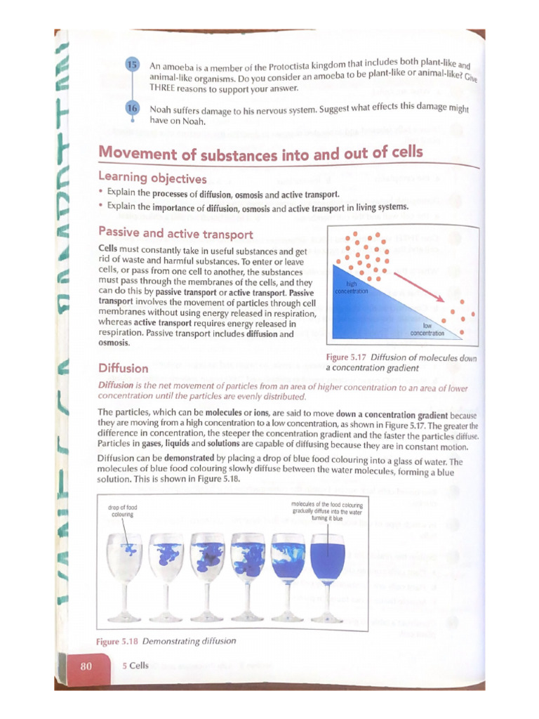 Movement of Substances Into and Out of Cells | PDF