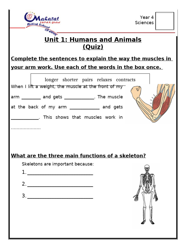 Understanding Human Muscles and Skeletons | PDF | Skeleton | Zoology
