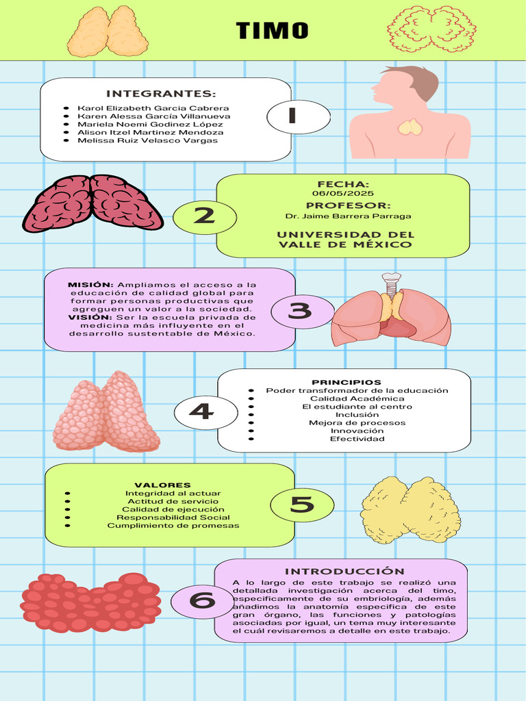 Infografía EL TIMO | PDF | Célula T | Timo