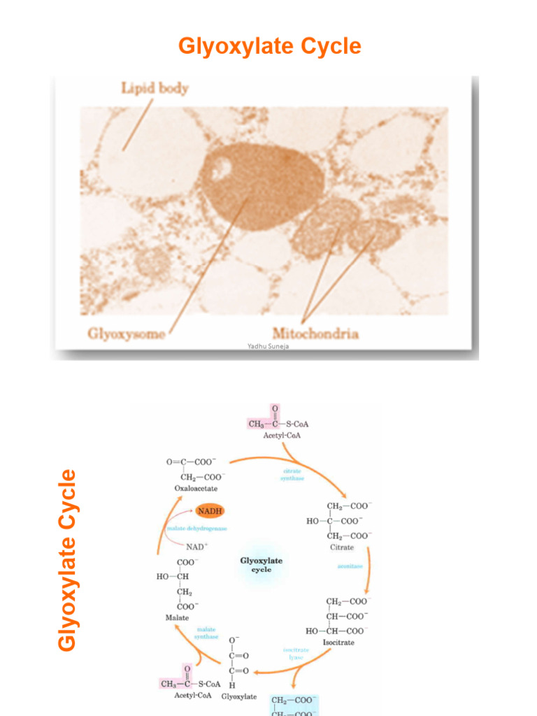 Glyoxylate Cycle - Biochem 208 | PDF