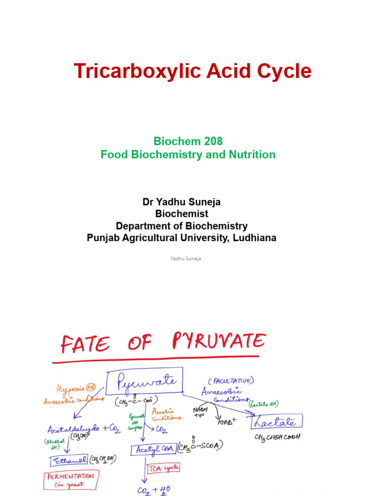 TCA Cycle - Biochem 208 | PDF