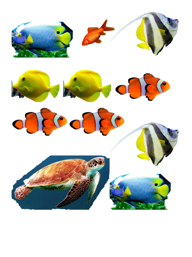Peces | PDF