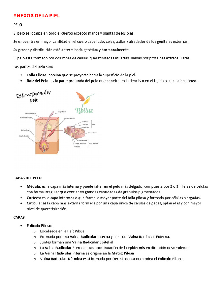 Anatomía del Pelo y su Crecimiento | PDF | Clavo (anatomía) | Piel