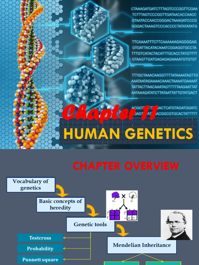 Chapter 11 - Human Genetics | PDF | Dominance (Genetics) | Genotype