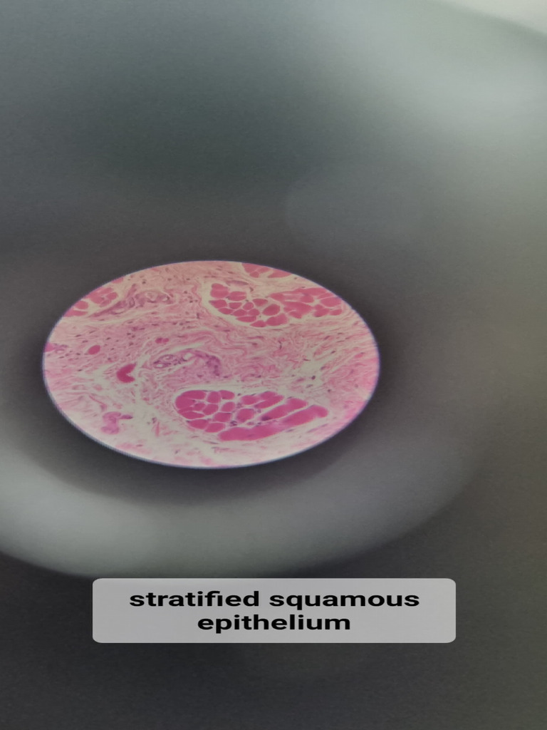 Anatomy (Histology) Slides | PDF