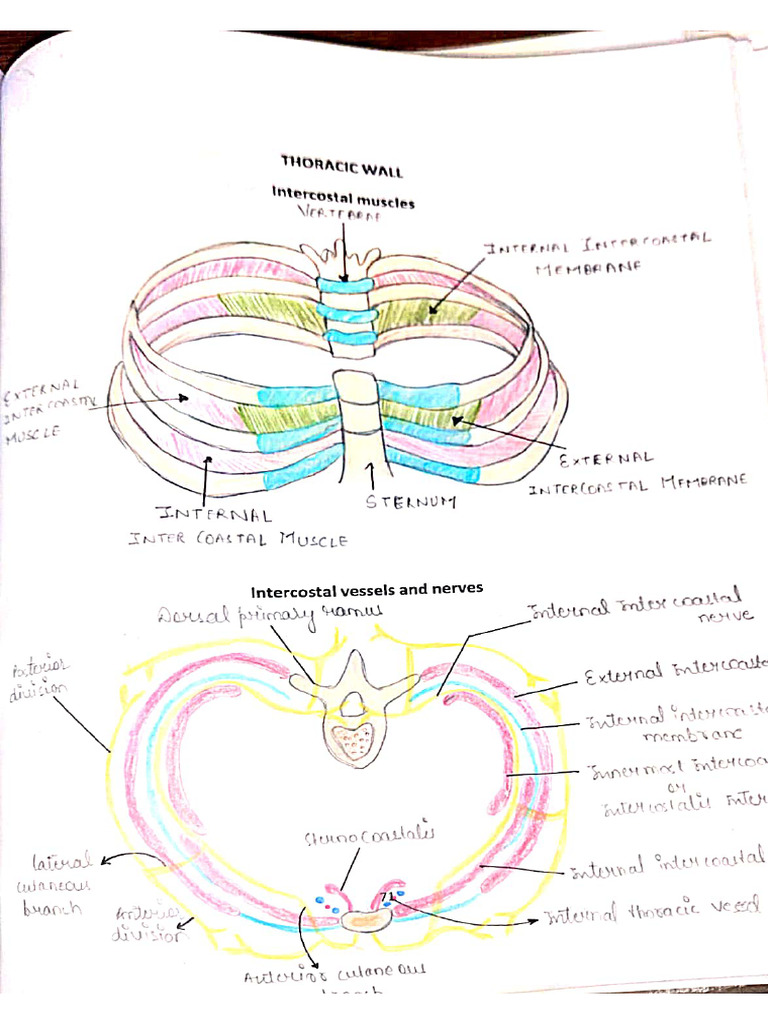 Anat Diagrams | PDF